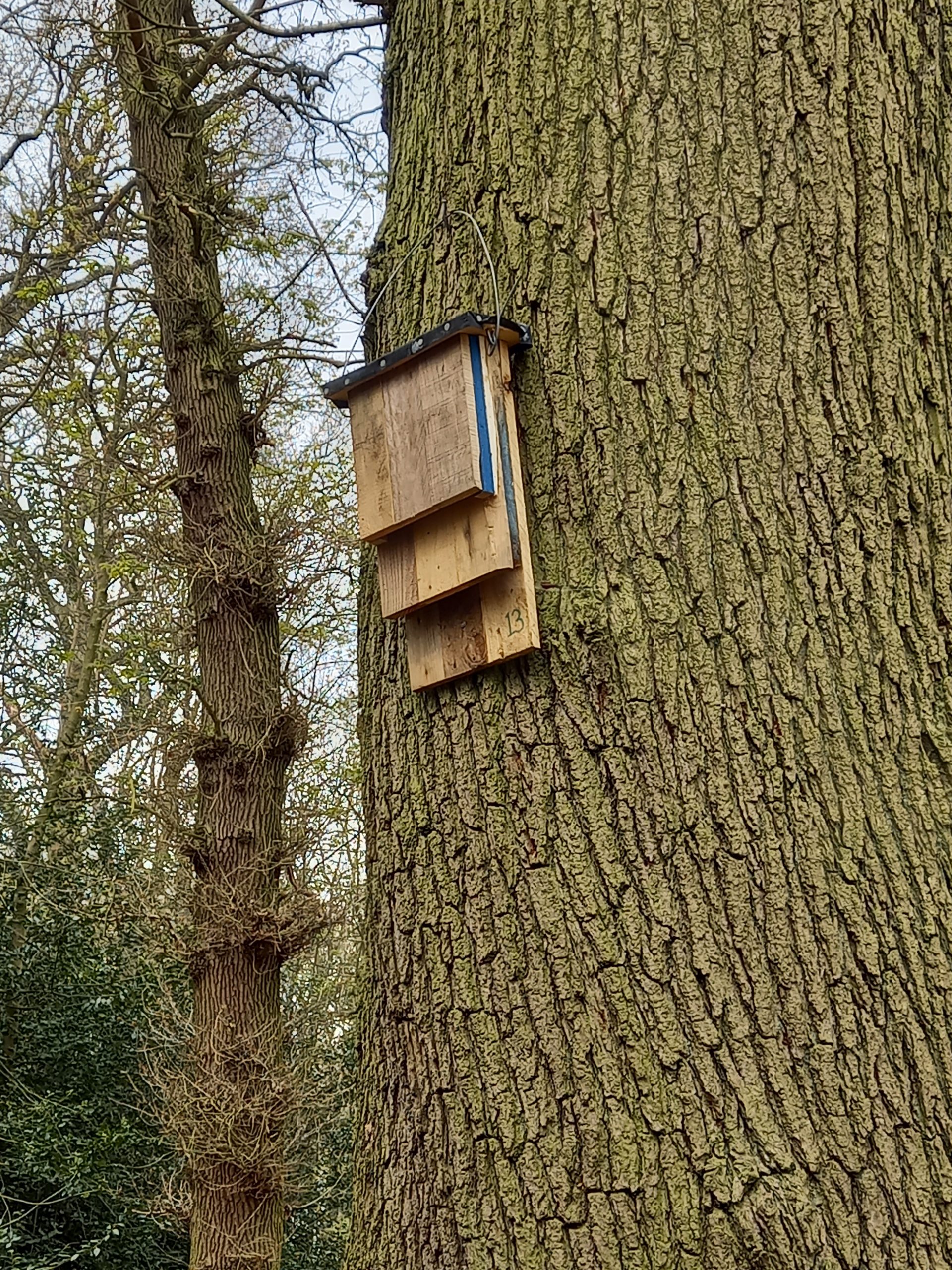 Sharphill Wood Bat Boxes: An update – Nottingham Local News